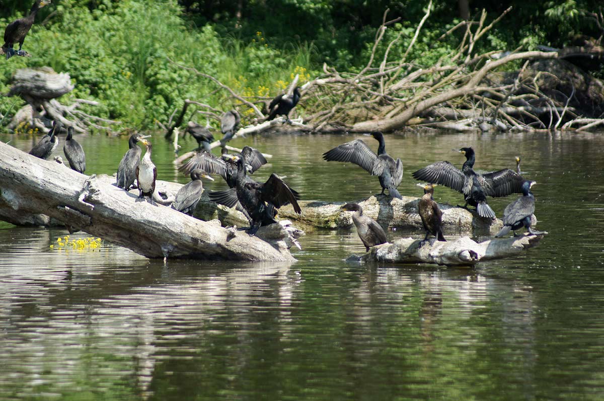 Kopački rit, istinski baranjski biser - Skitnice.hr