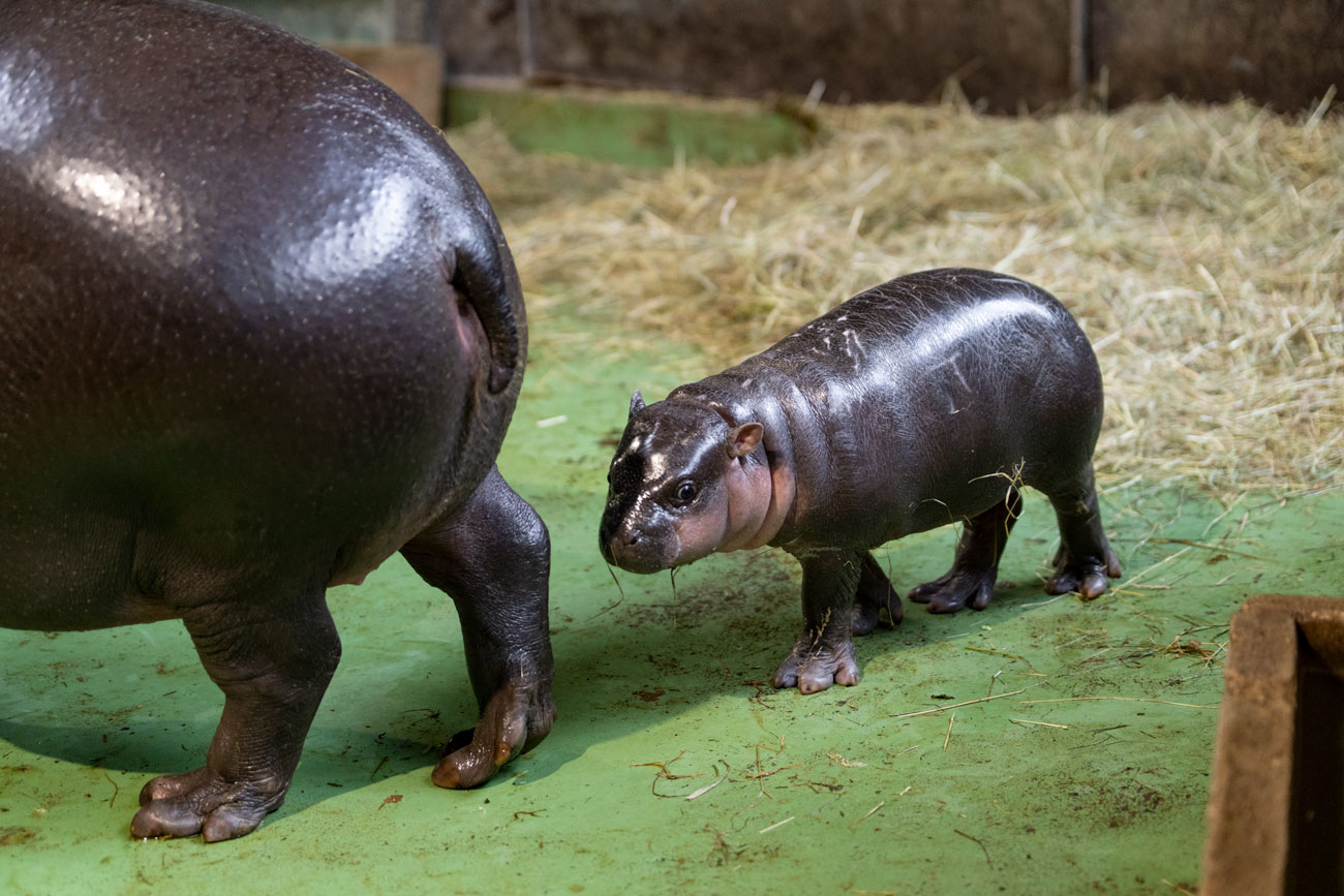 Patuljasta vodenkonjica dobila ime Lotta - Skitnice.hr