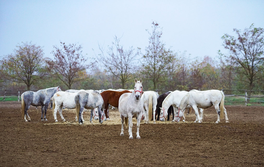 67. Lipanjski turnir u preponskom jahanju održava se na zagrebačkom Hipodromu - Skitnice.hr