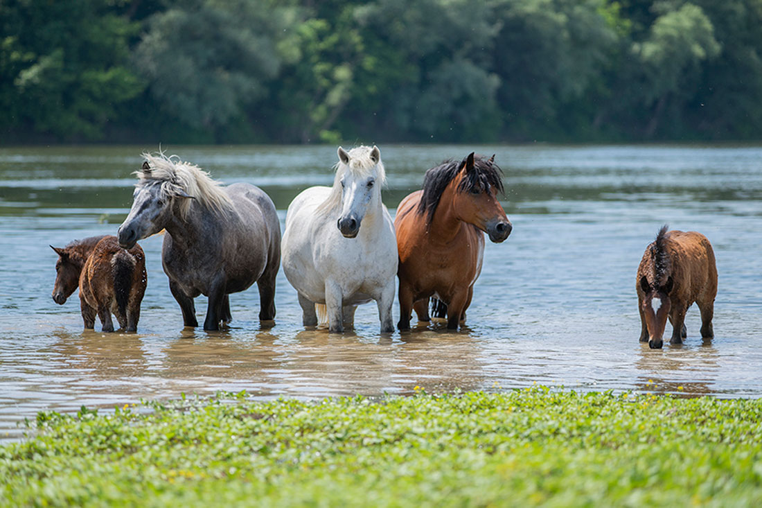67. Lipanjski turnir u preponskom jahanju održava se na zagrebačkom Hipodromu - Skitnice.hr