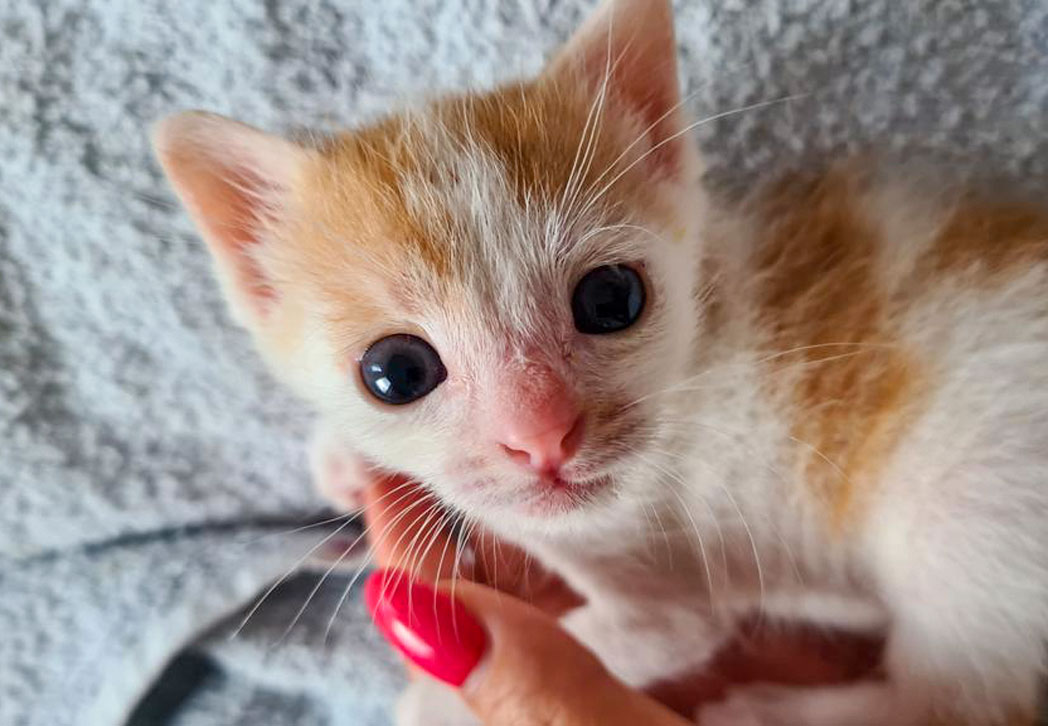 Mačak Maslačak postao zvijezda Twittera (X-a) - Skitnice.hr