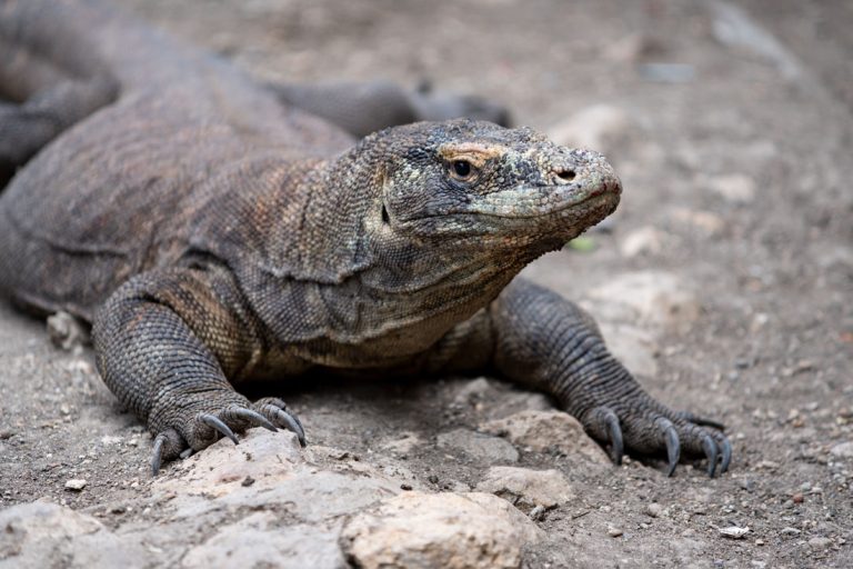 Komodo varan, čudo prirode i najveći gušter na svijetu - Skitnice.hr